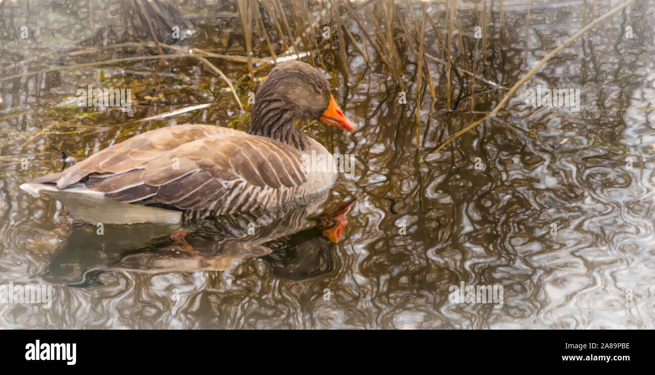 watercolor illustration: Greylag goose, scientific name anser anser ...
