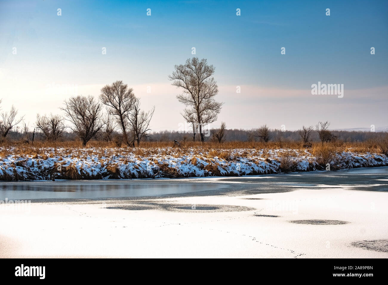 landscape, frozen river Bank, trees and grass in the snow Stock Photo ...