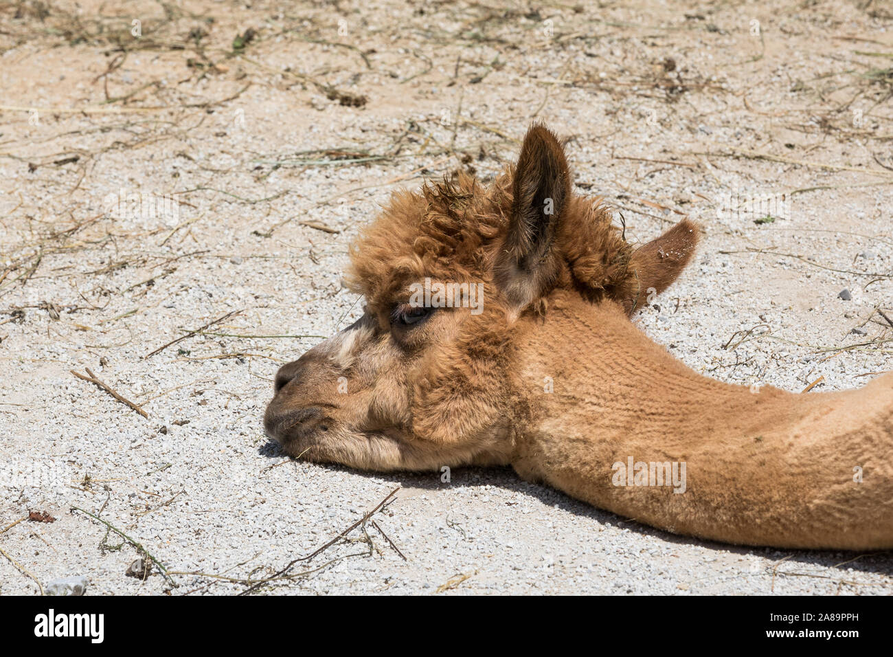 Tired llama lying on sand, llama head Stock Photo - Alamy