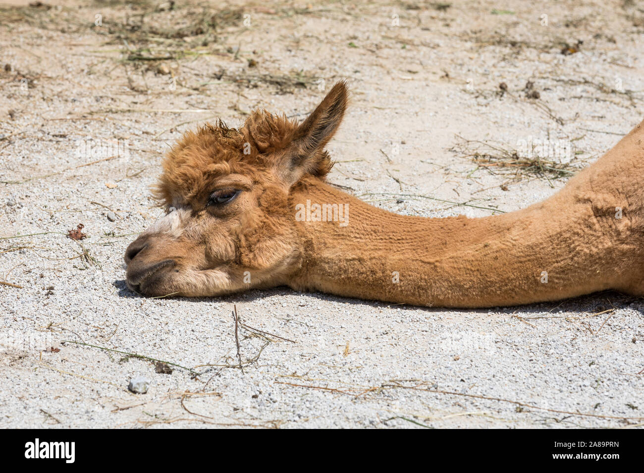 Tired llama lying on sand, llama head Stock Photo - Alamy