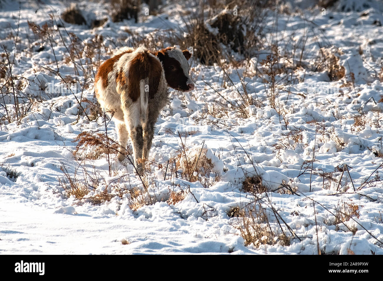 Freezing cattle hi-res stock photography and images - Alamy