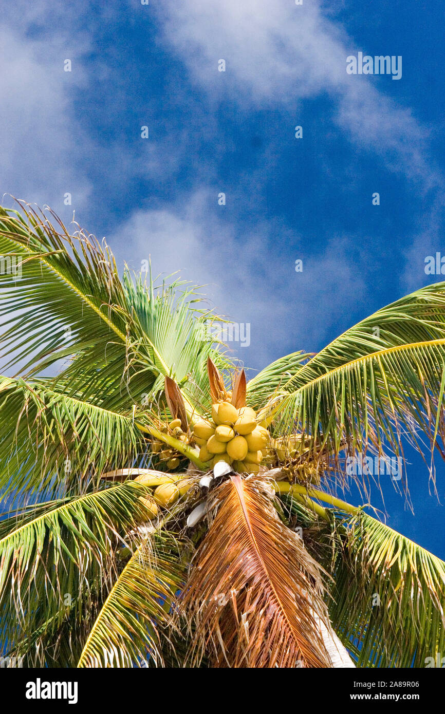 Plant life of barbados hi-res stock photography and images - Alamy