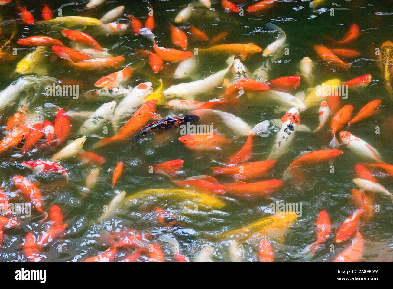 Koi fish surfacing hi-res stock photography and images - Alamy
