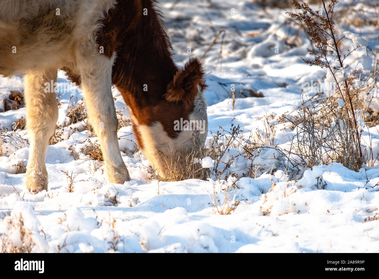 Ice calves hi-res stock photography and images - Alamy