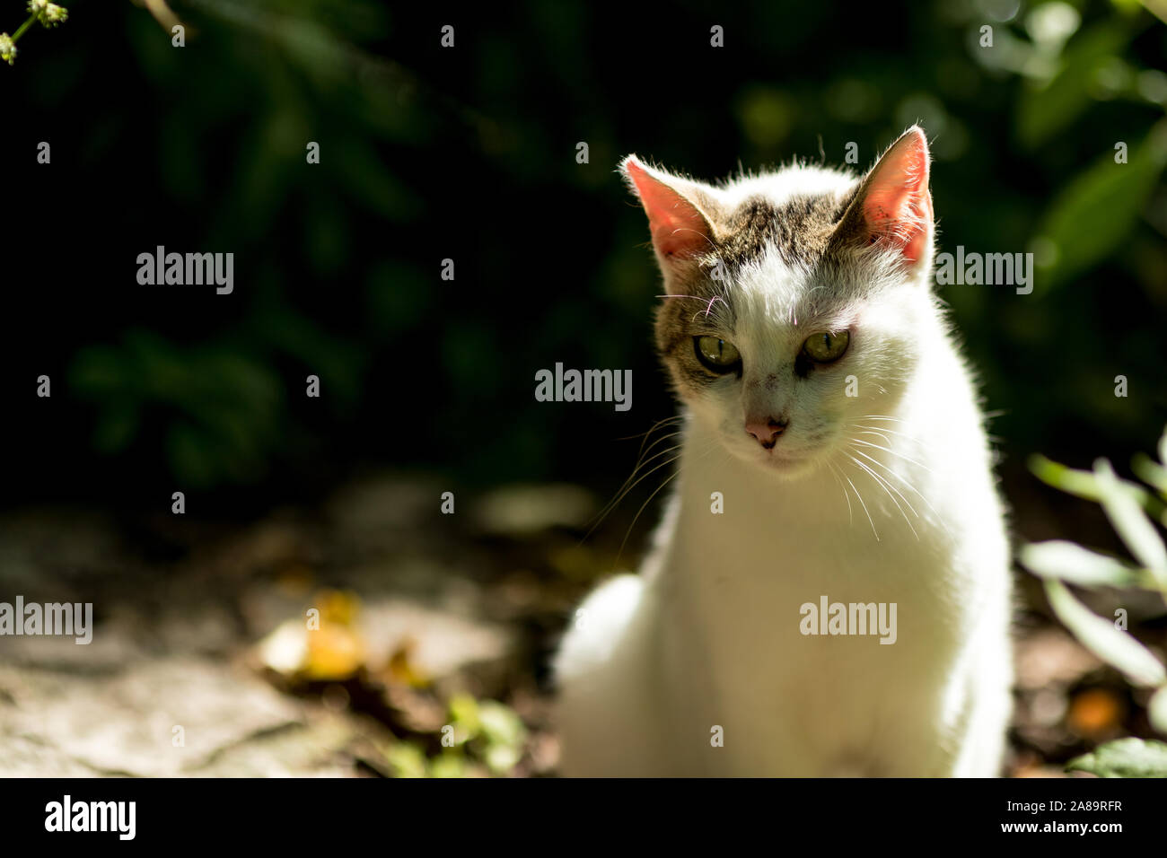 White stray cat looking down low key nature half-body portrait with ...