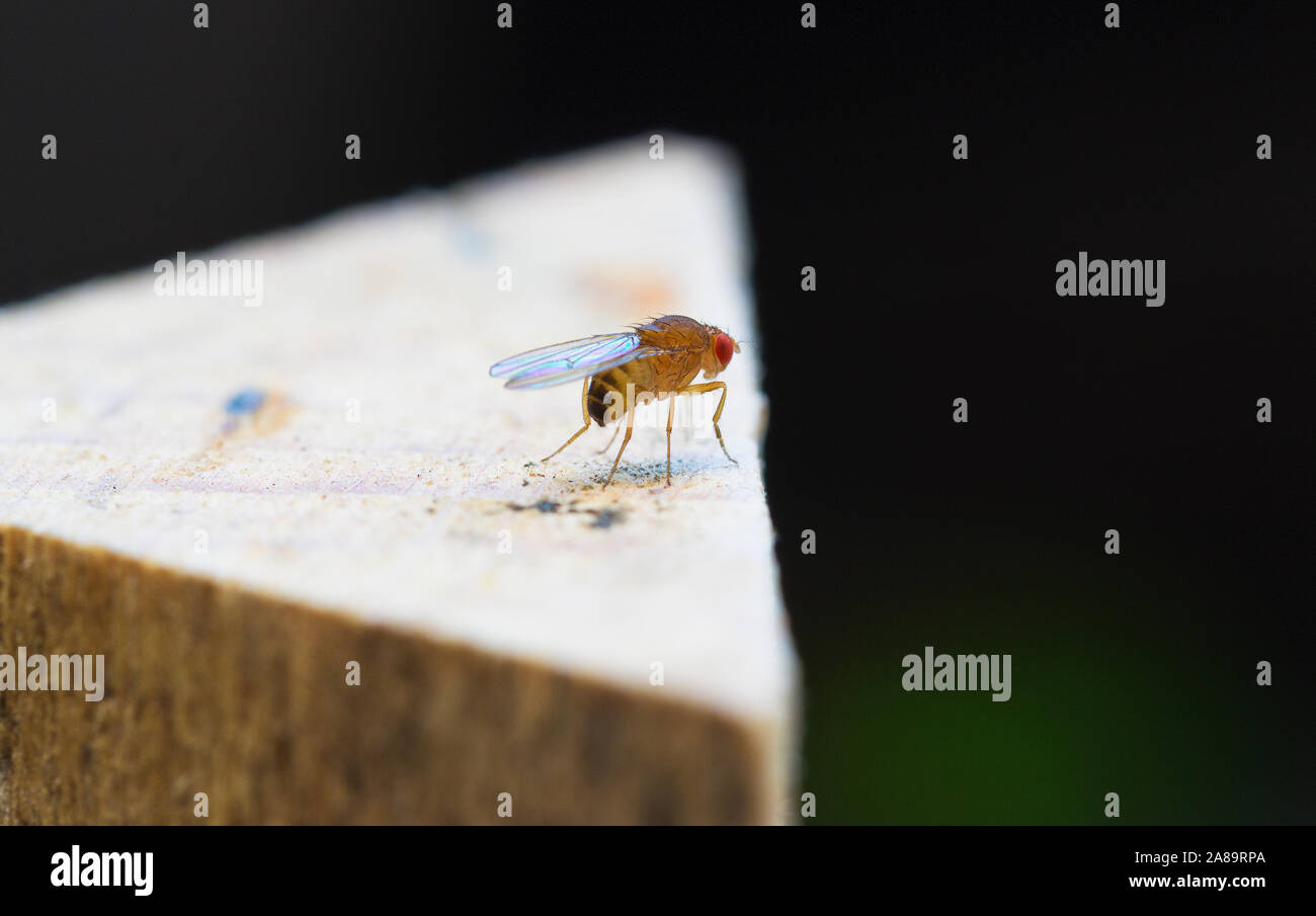 One fruit fly insect sitting Stock Photo - Alamy