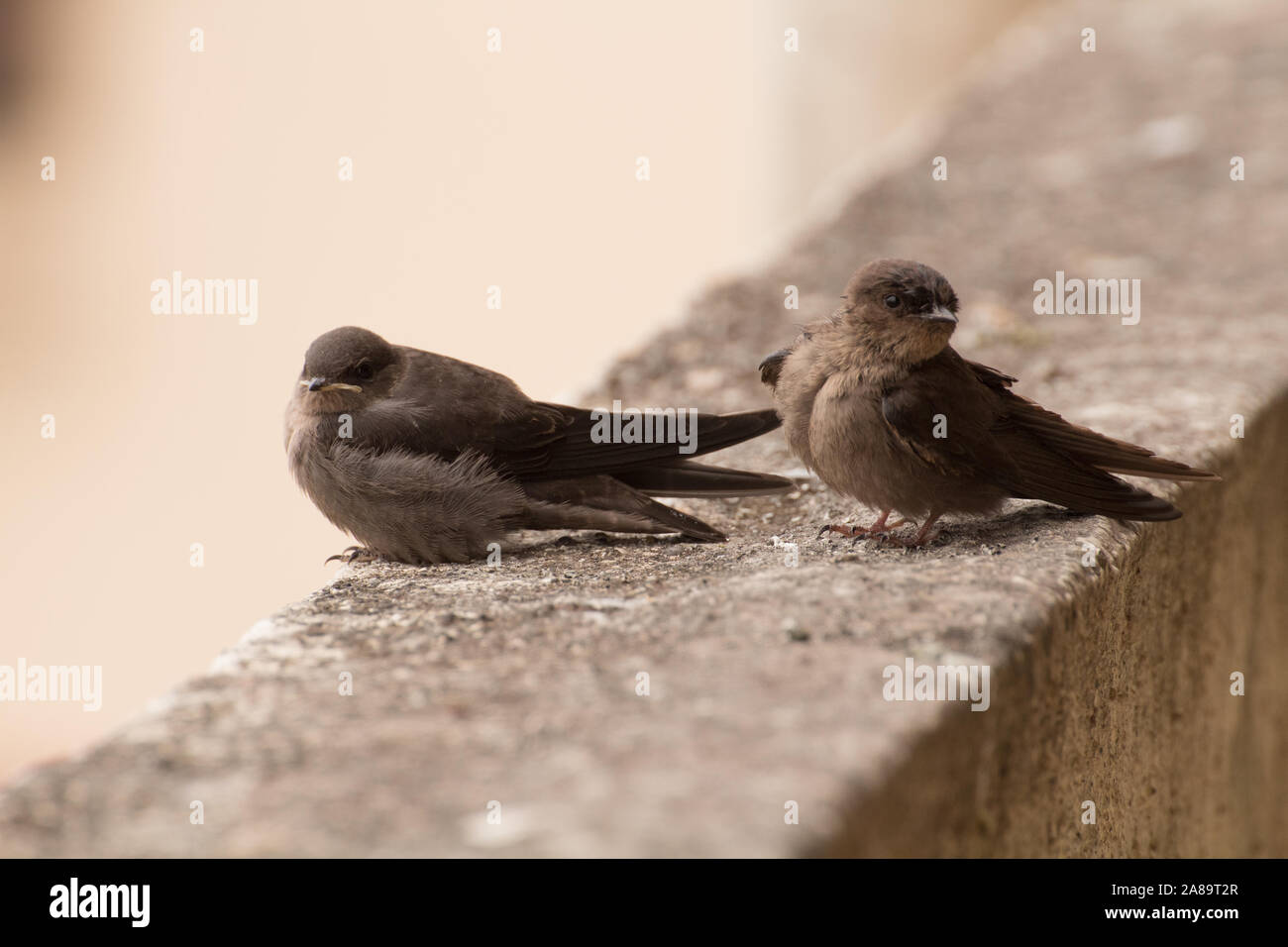Swift bird hi-res stock photography and images - Alamy