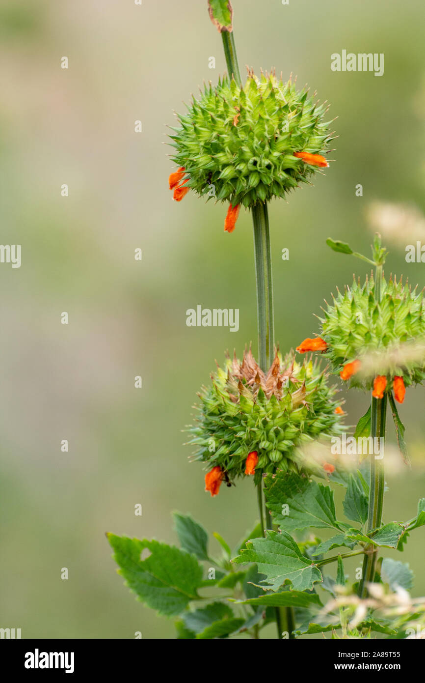 Lions ear flowers orange hi-res stock photography and images - Alamy