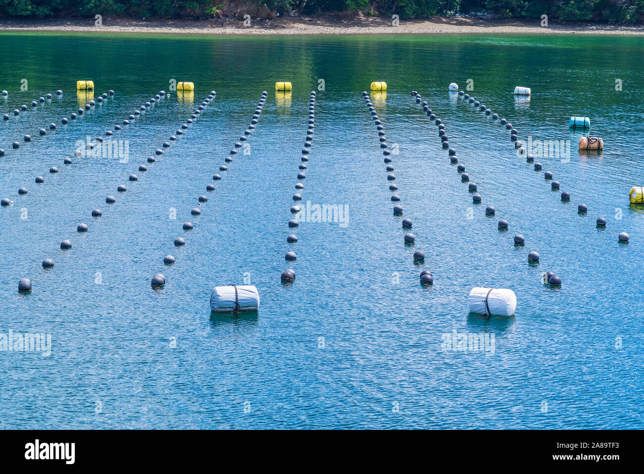 Pearl rows in the ocean, production and cultivation of pearls in the ...