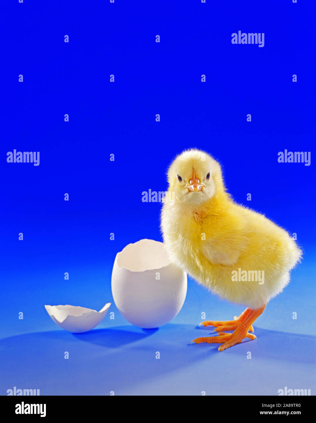 Junges Huhn, Küken, Studioaufnahme, Symbolfoto, Ostern, Ei, Eischale ...
