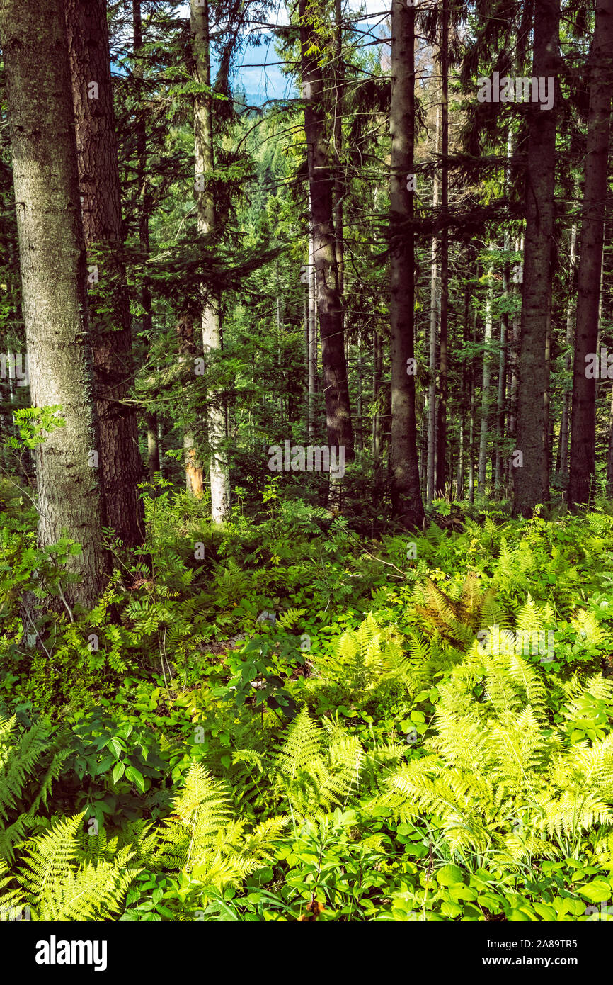 Coniferous forest, Babia hora, Orava, Slovak republic. Seasonal natural ...