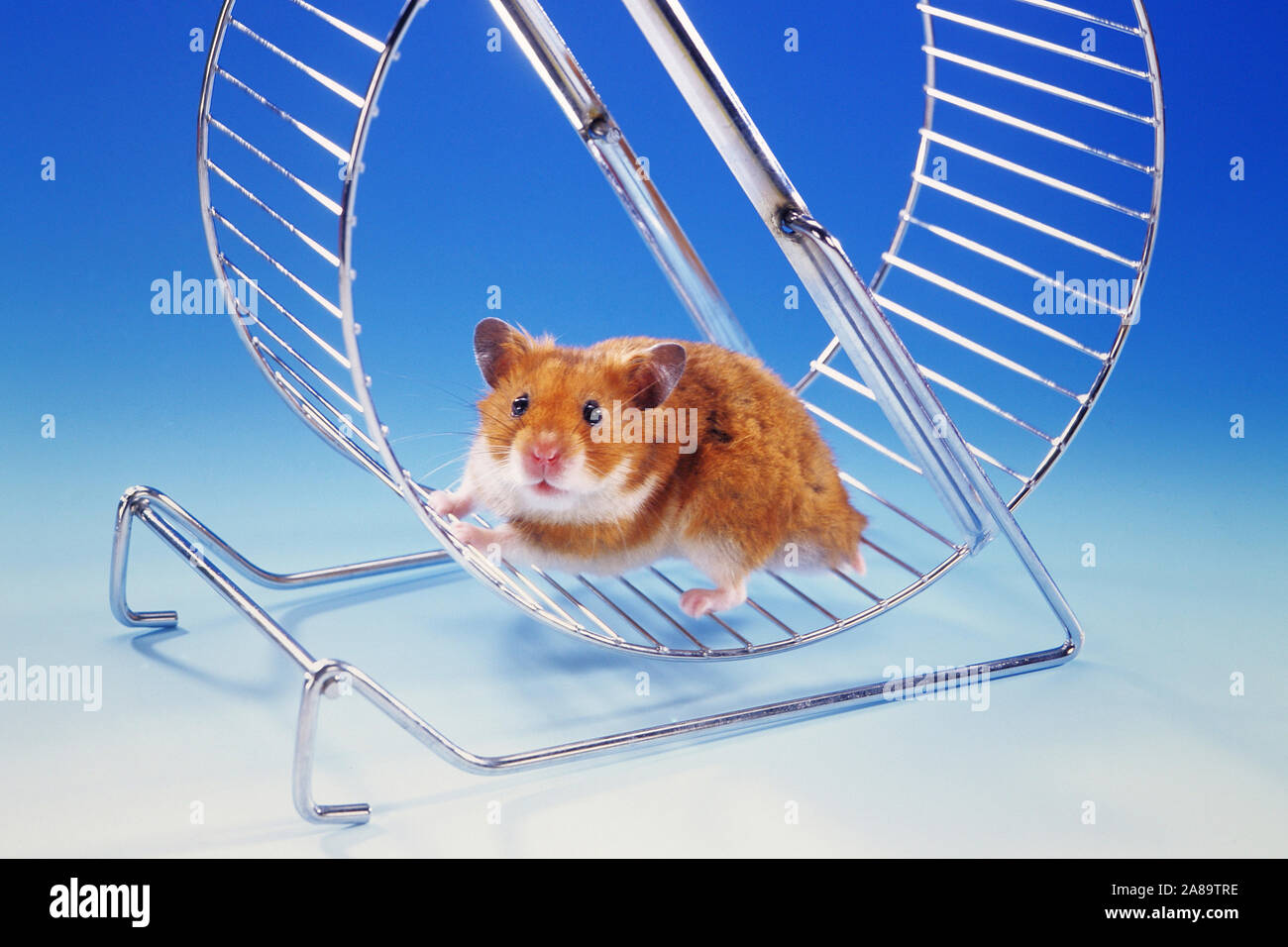 Goldhamster rennt im Hamsterrad, Laufrad Stock Photo - Alamy