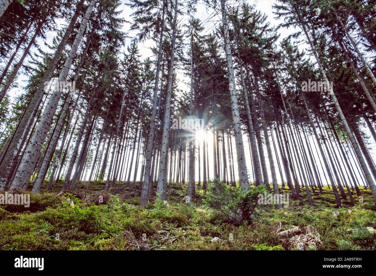 Coniferous forest with sunrays, Babia hora, Orava, Slovak republic ...
