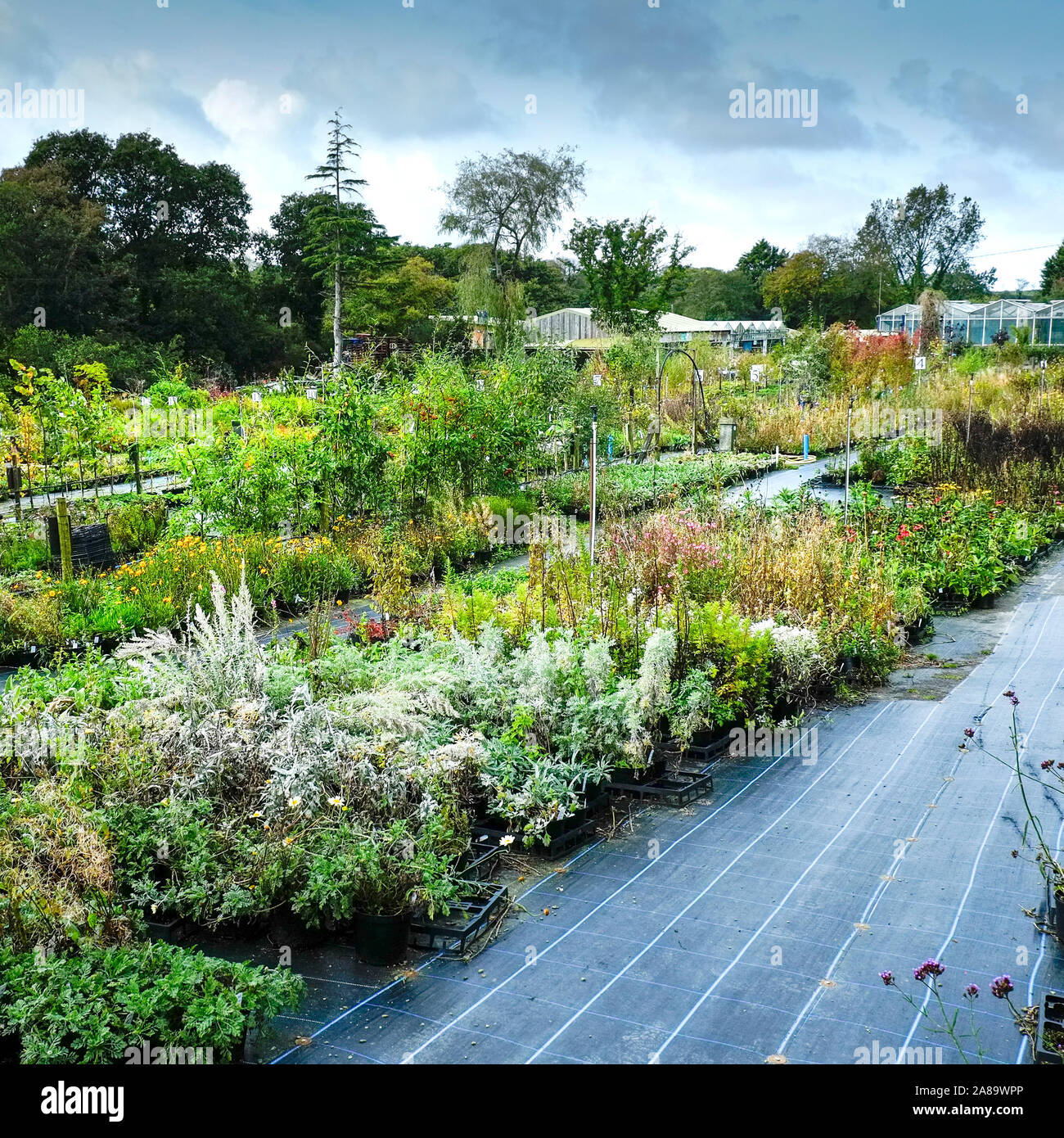 A large selection of plants and shrubs on display and on sale in a ...