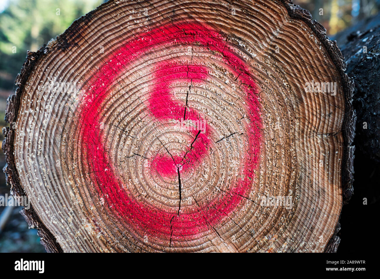 tree number 5, Woodpile, Oberweser, Upper Weser Valley, Weser Uplands ...
