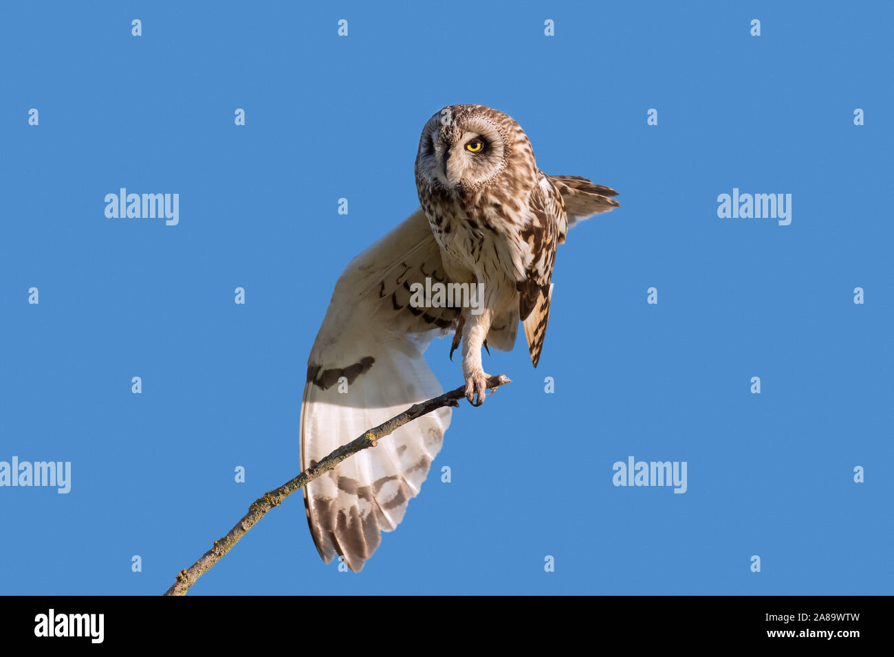 Grooming Owls High Resolution Stock Photography and Images - Alamy