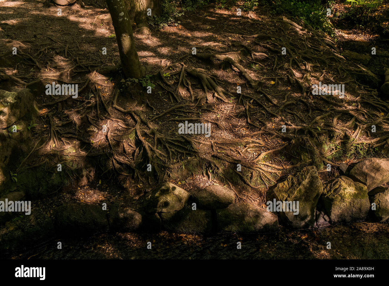 Exposed Beech tree roots in Tehidy Country Park in Cornwall Stock Photo ...