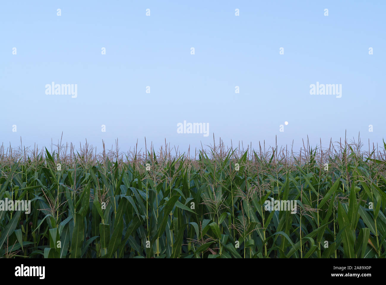 three quarter moon rising into the night sky over a green corn field at ...