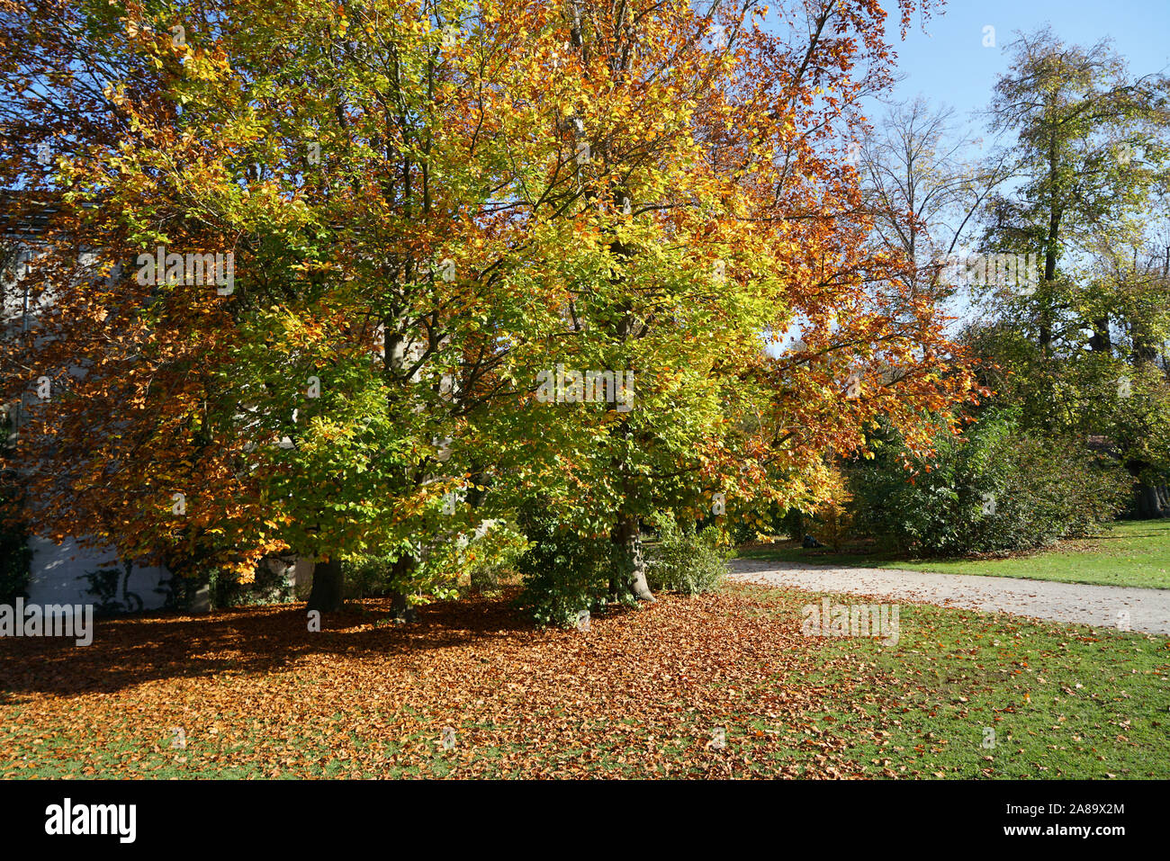 Well laid out path through a park invites you to go for a walk Stock ...