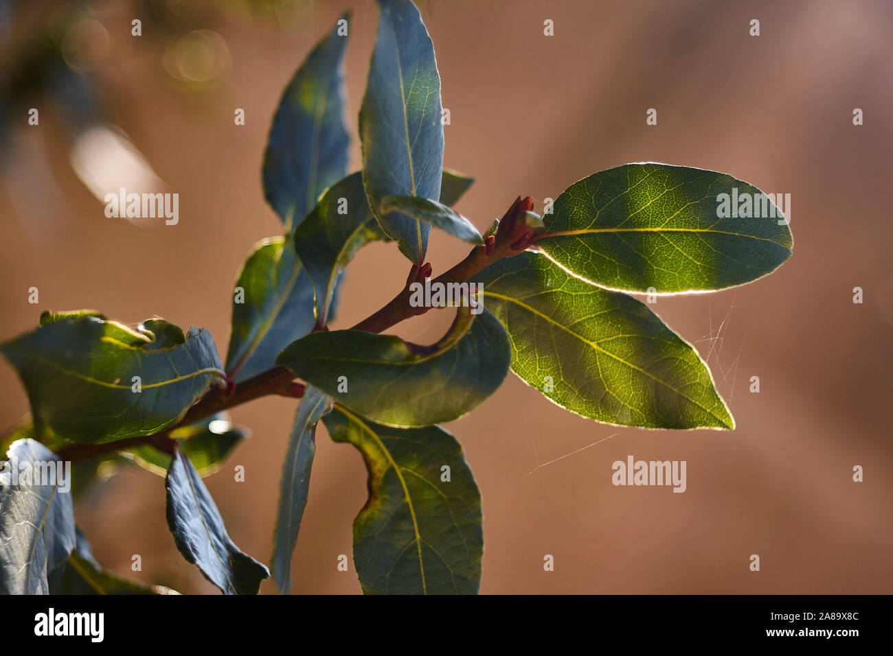 Light behind leaves Stock Photo - Alamy