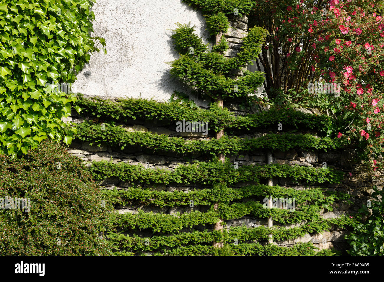 Espaliered Yew on house wall with ivy cotoneaster and climbing rose in ...