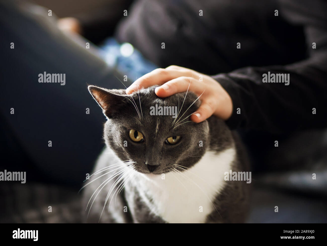 A man's hand stroking gently gray domestic Shorthair cat with a white ...