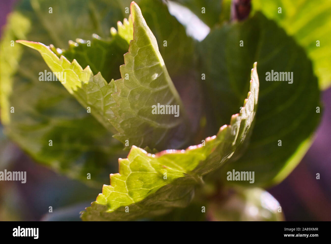 Leaf detail at spring #2 Stock Photo - Alamy