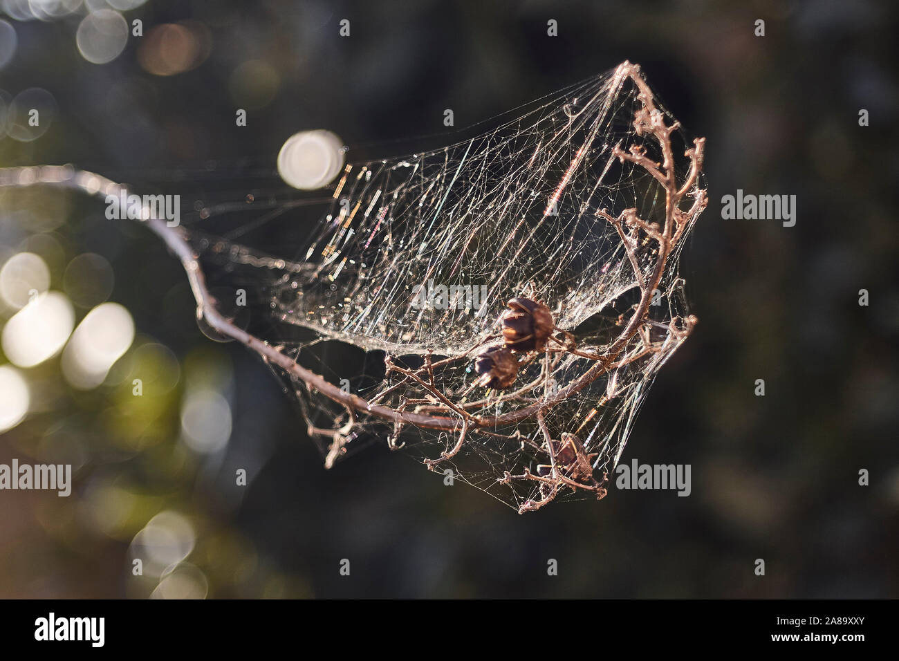 Spider web between the branches Stock Photo - Alamy