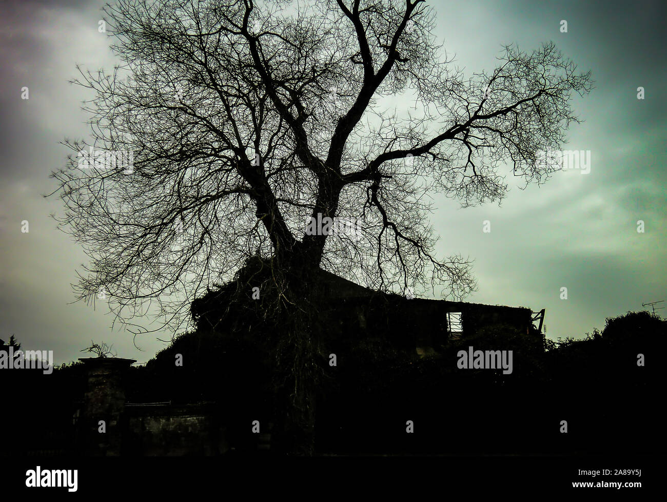 Beautiful old tree Stock Photo - Alamy