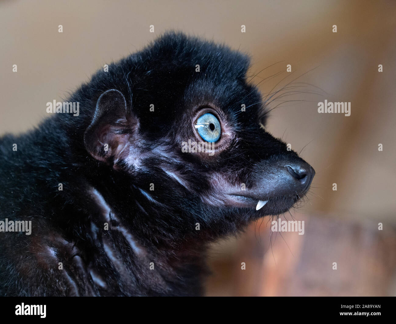 male Blue-eyed black lemur Eulemur flavifrons also known as the Sclater ...