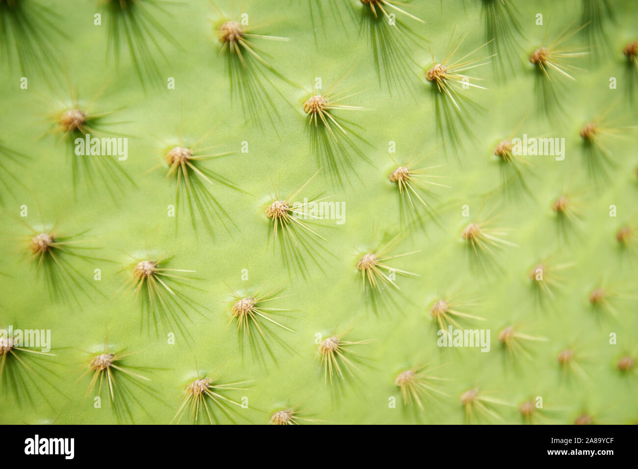 Bright green cactus leaf full frame close-up with spines Stock Photo ...