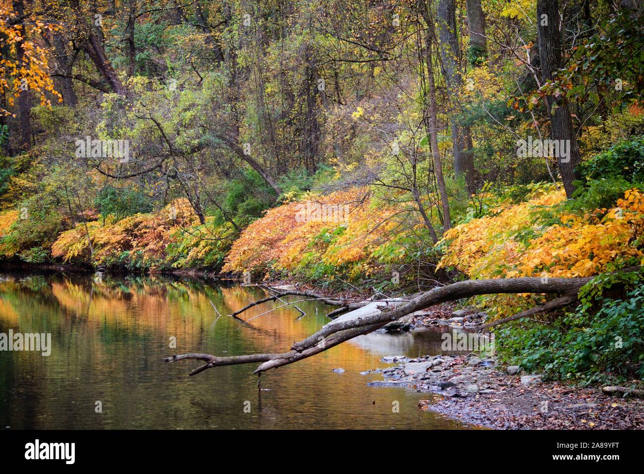 Colorful fall foliage seen in Philadelphia's Wissahickon Valley on an ...