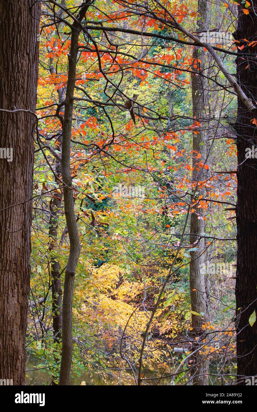 Colorful fall foliage seen in Philadelphia's Wissahickon Valley on an ...