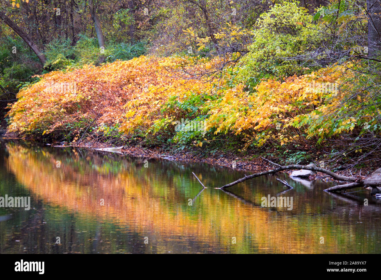 Colorful fall foliage seen in Philadelphia's Wissahickon Valley on an ...
