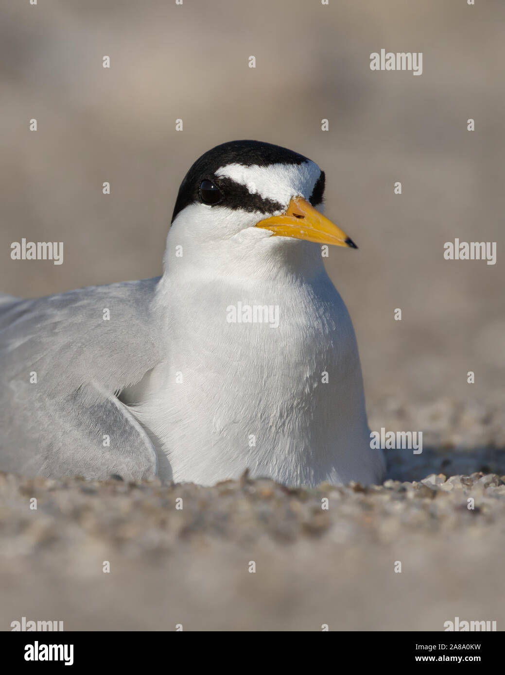 Sand spit cape cod hi-res stock photography and images - Alamy