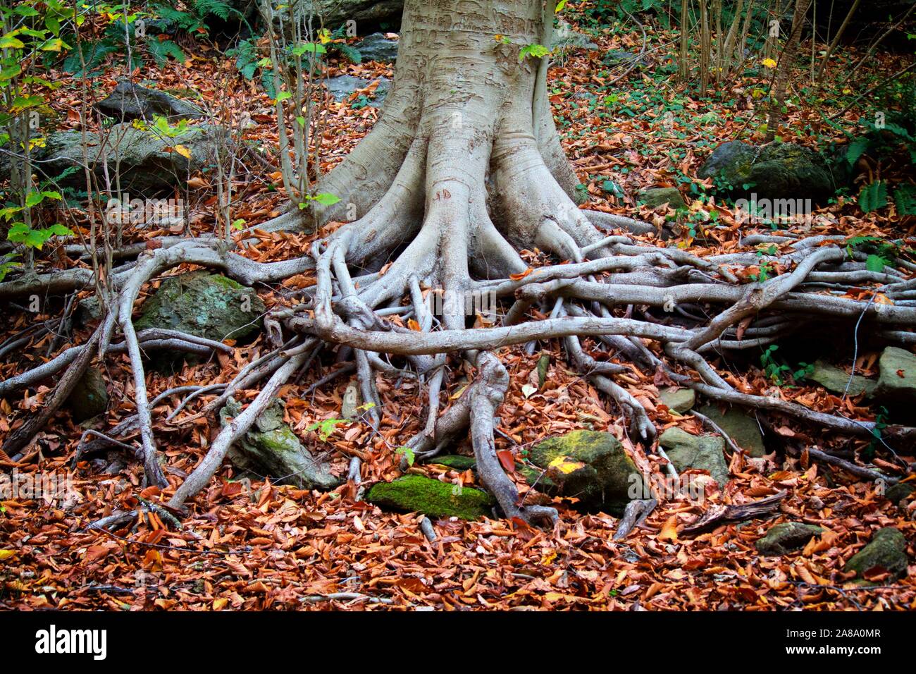 Intertwined Roots High Resolution Stock Photography and Images - Alamy
