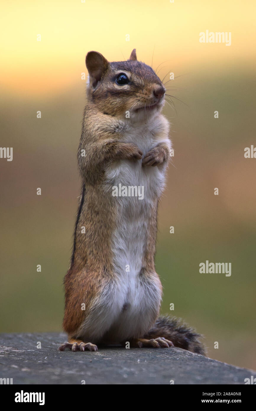Chipmunk Standing Still As a Statue On the Back Porch With Fall Colors ...