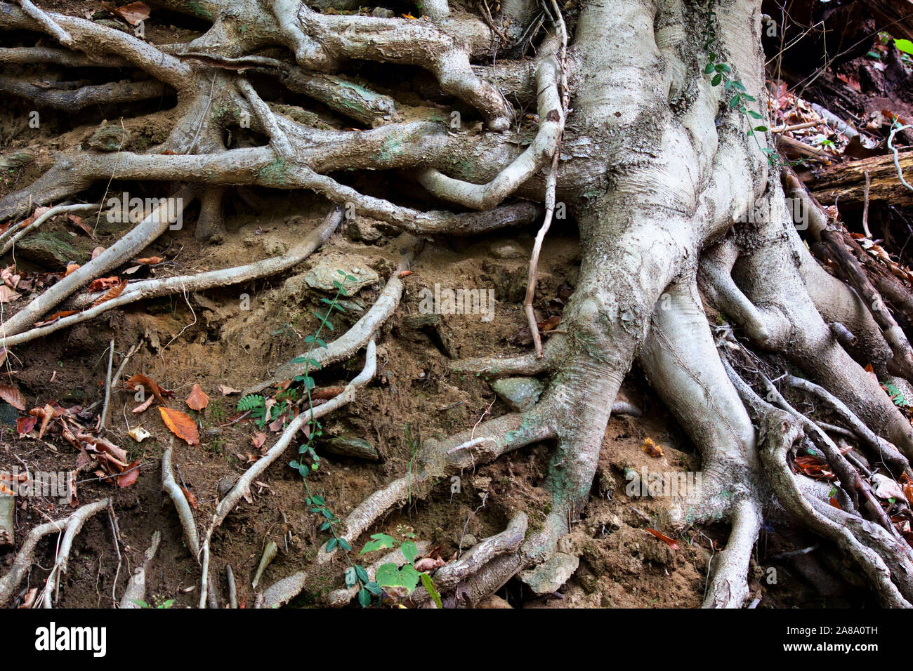 Sprawling tree roots seen in Philadelphia's Wissahickon Valley on an ...