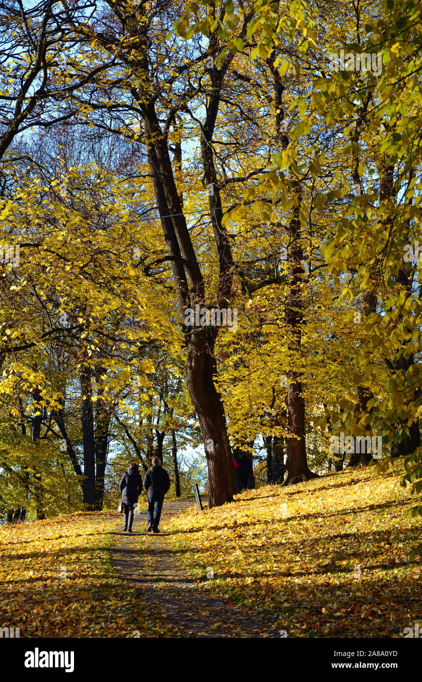 Autumn leaves in Oslo Stock Photo - Alamy