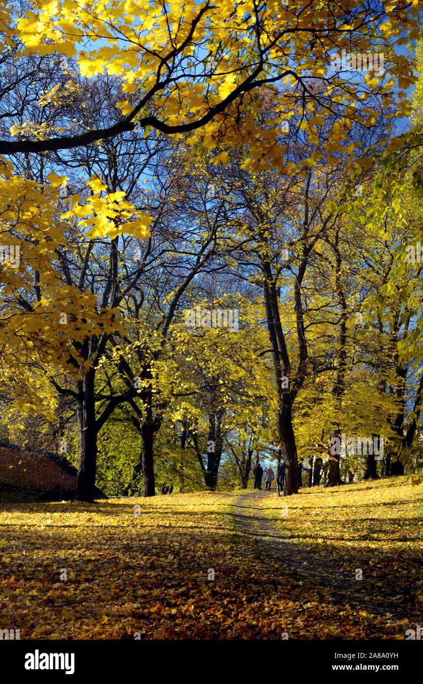 Autumn leaves in Oslo Stock Photo - Alamy