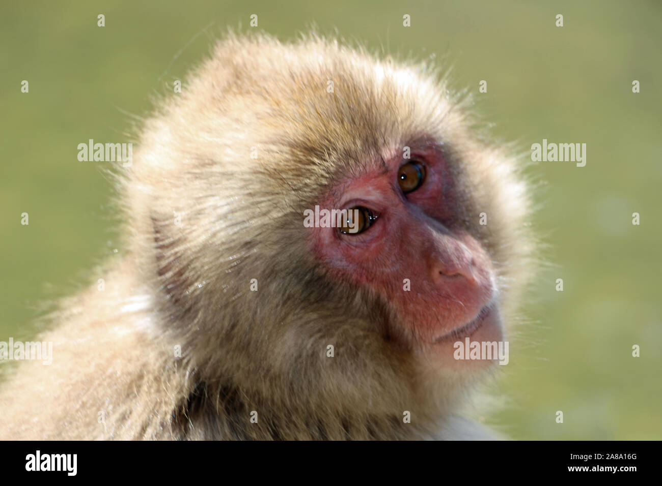 Japanese macaque at hot springs in Japan Stock Photo - Alamy