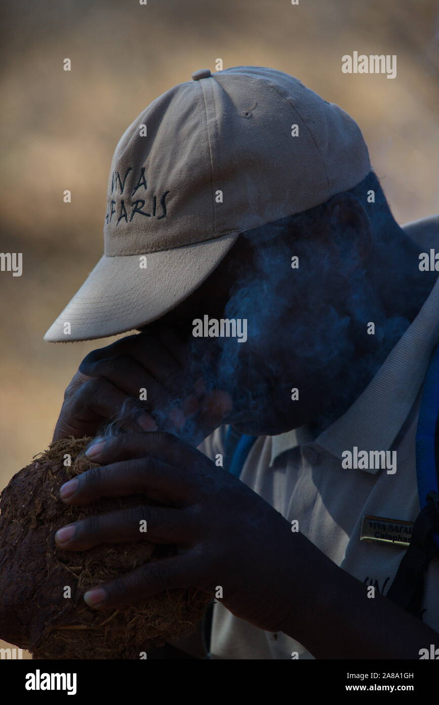 Calf eating dung hi-res stock photography and images - Alamy