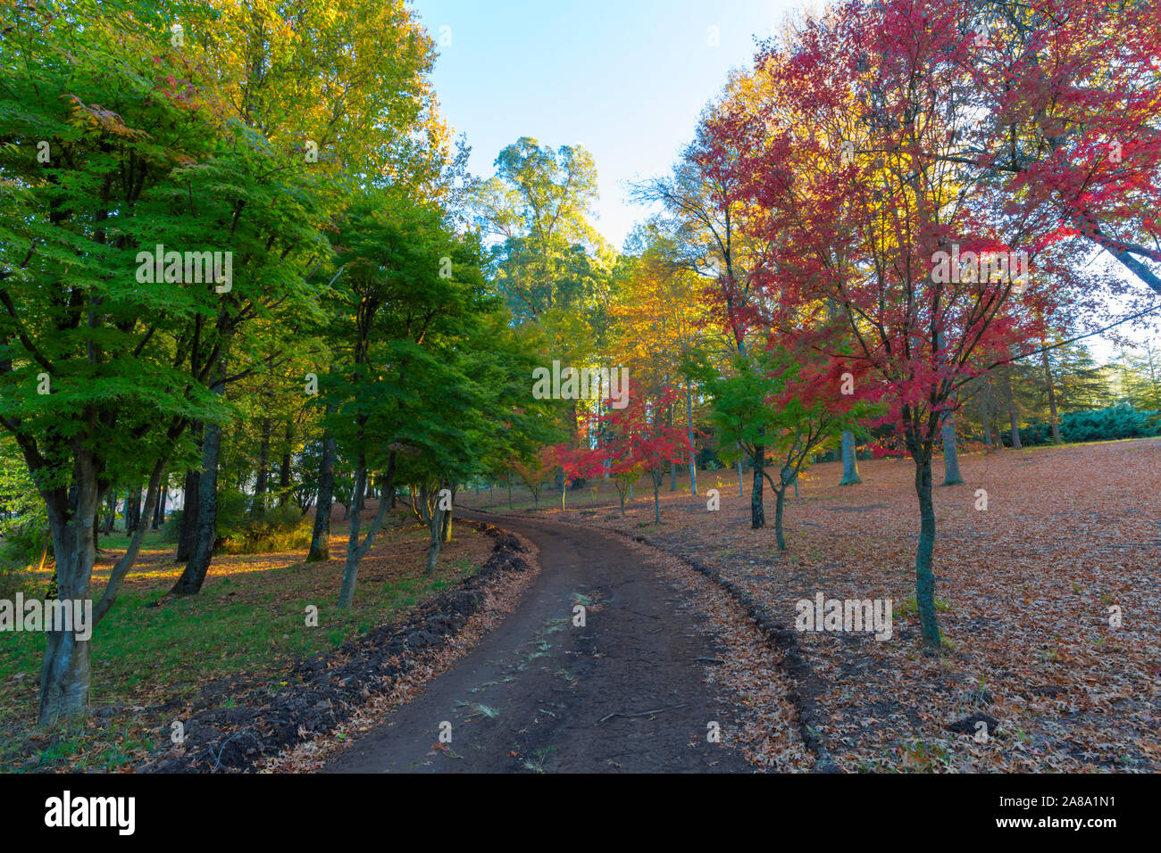 Autumn coloured trees Stock Photo - Alamy