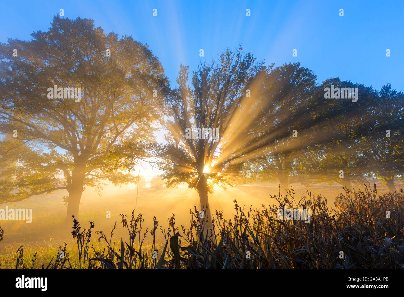 Rays of golden sunlight hi-res stock photography and images - Alamy