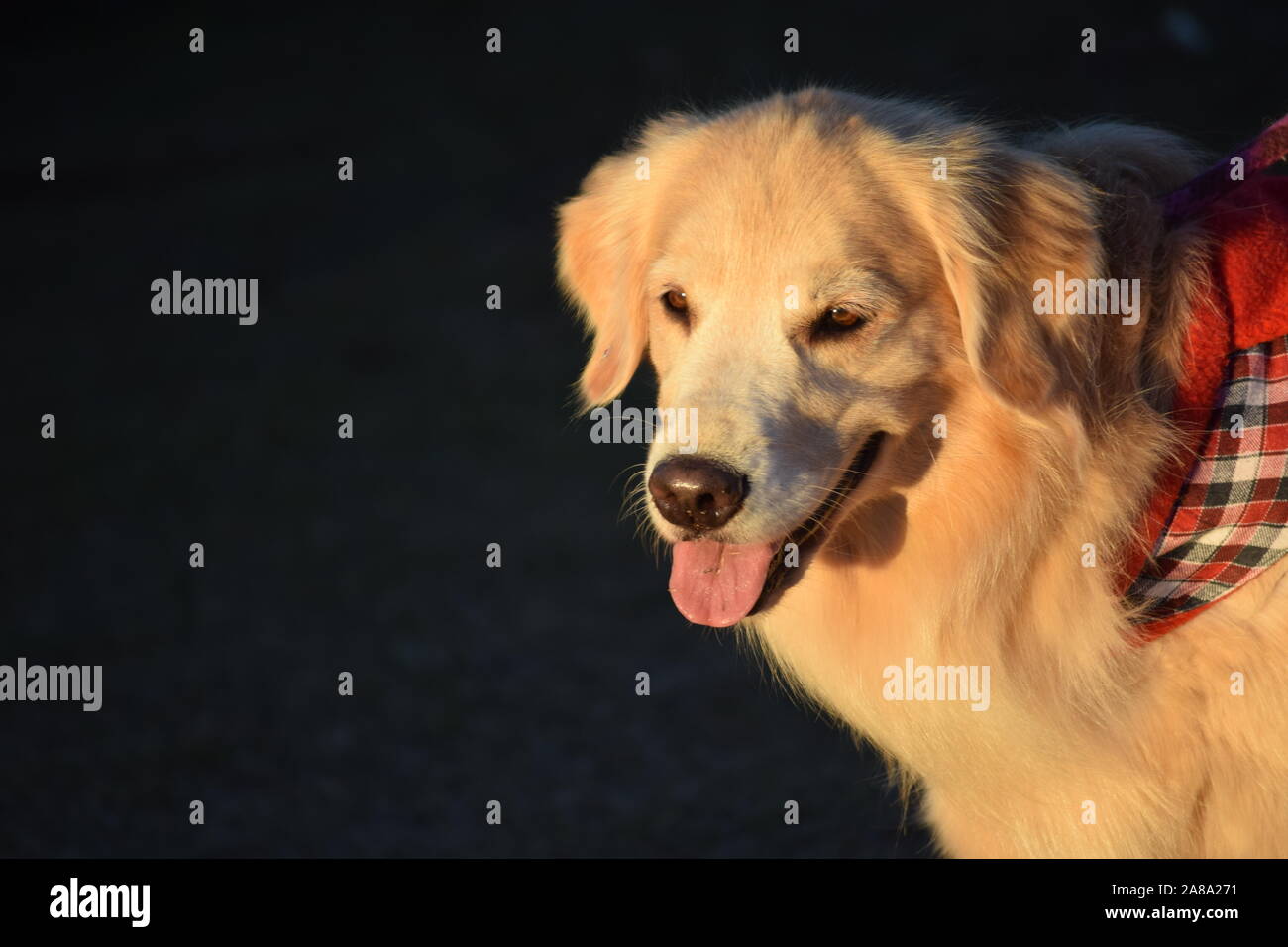 Cachorro bonito hi-res stock photography and images - Alamy