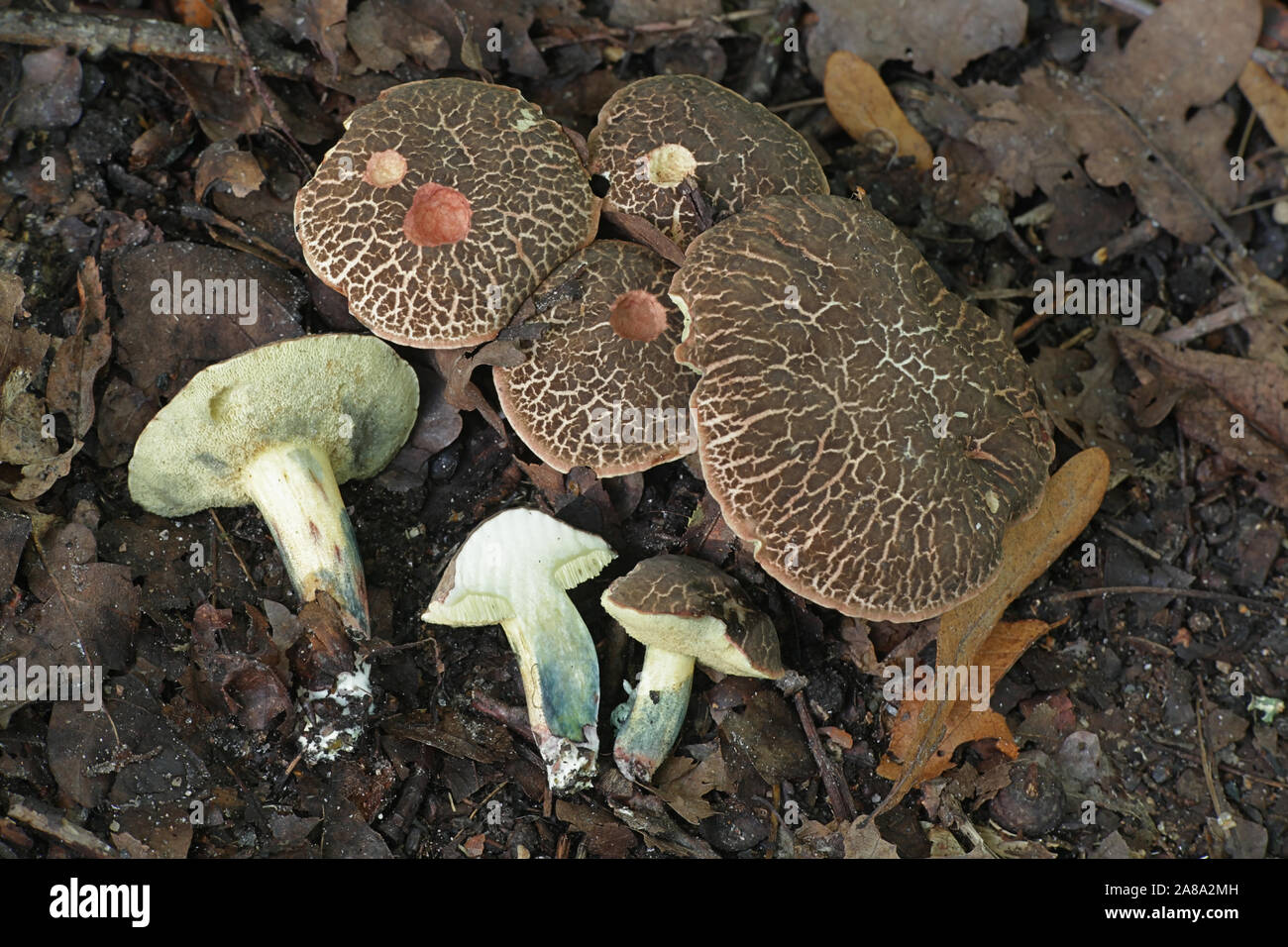 Boletus Chrysenteron High Resolution Stock Photography and Images - Alamy