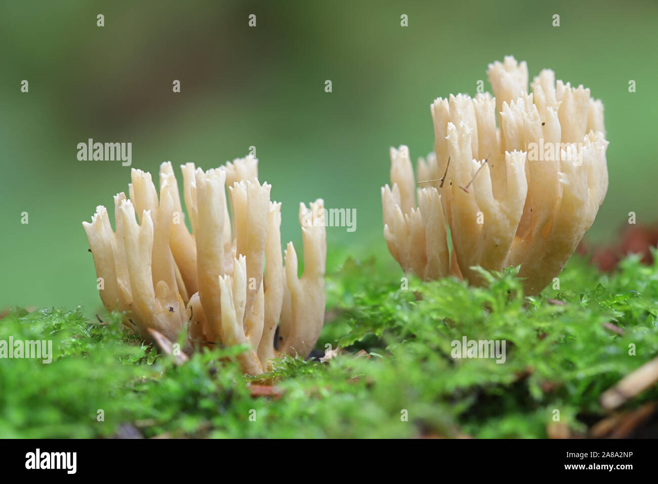 Ramaria hi-res stock photography and images - Alamy
