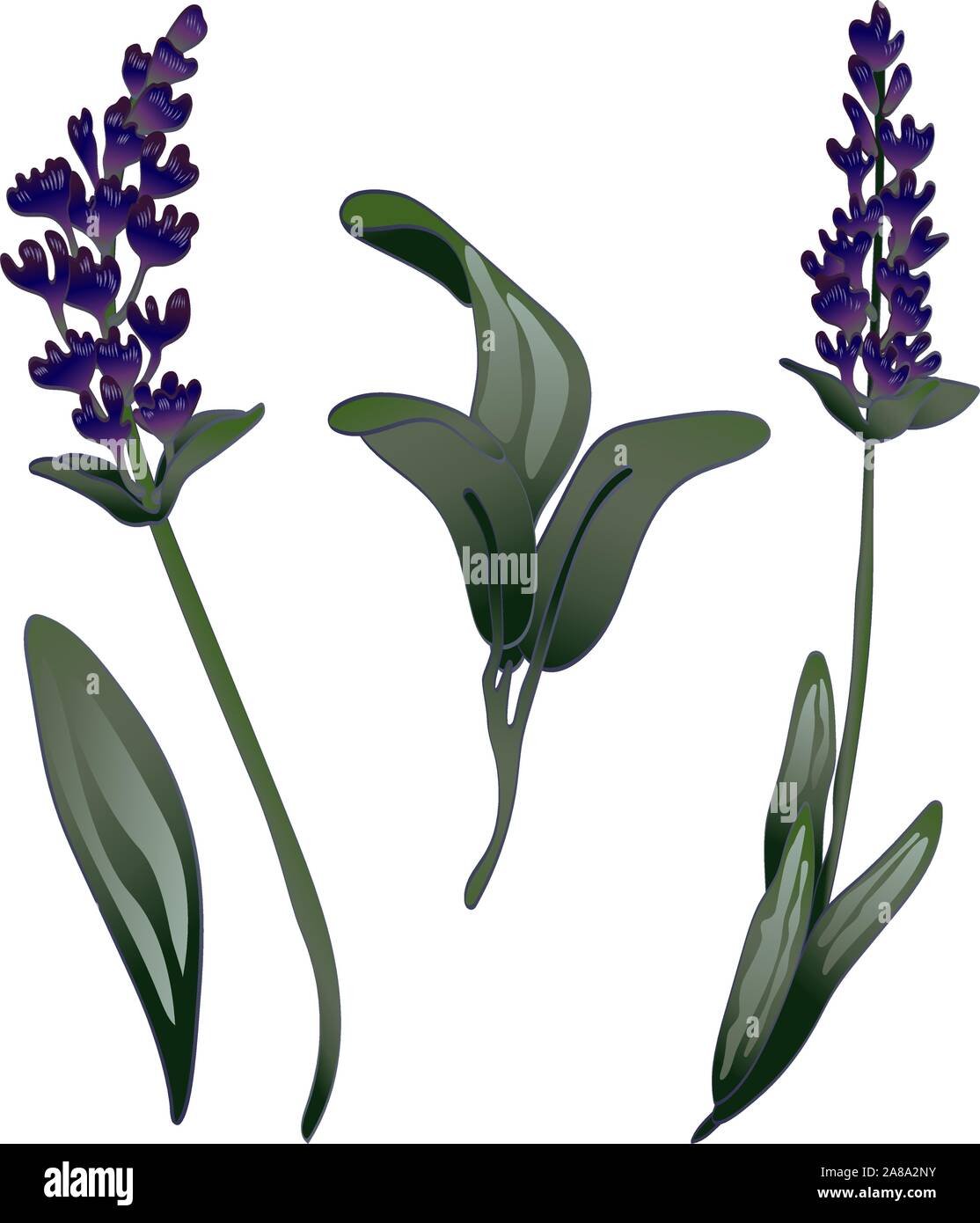 Lavender flower in a vector style isolated. Engraved ink art Stock ...
