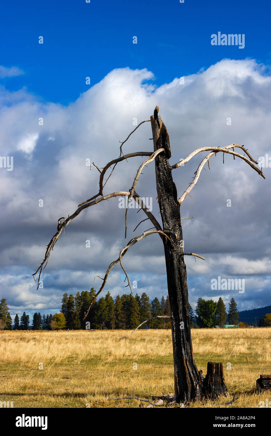 Burnt tree stands hi-res stock photography and images - Alamy
