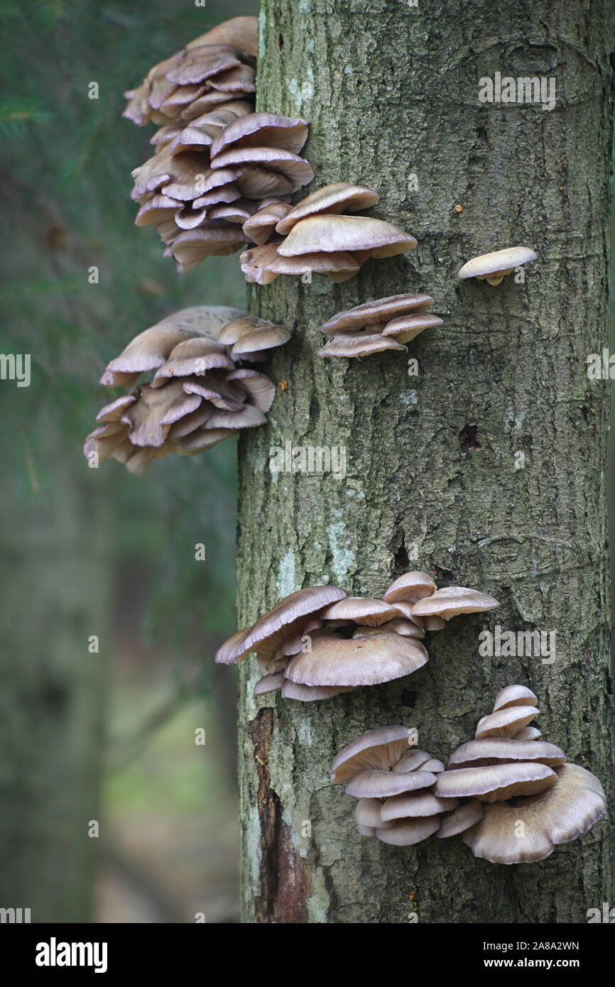 Pleurotus ostreatus, known as the pearl oyster mushroom or tree oyster mushroom, wild edible ...